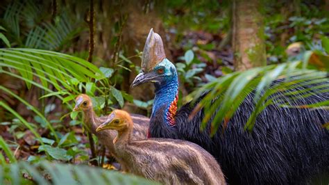 Cassowary Desktop Wallpapers Phone Wallpaper Pfp S And More