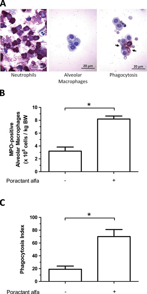 A Myeloperoxidase Mpo Staining Of Neutrophils Before Induction Of