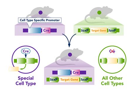 What Is Optogenetics How Scientists Are Using Light To Understand The Brain Proteintech Group