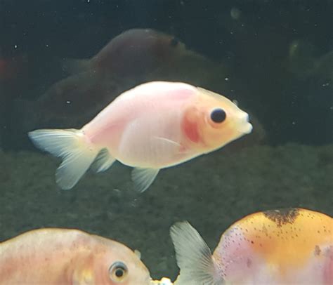 Goldfish Assorted Whitepink Ranchu Small Sydney Aquascapes