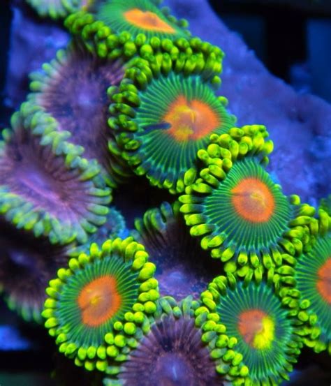 How To Identify Zoanthids At Michele Bodden Blog