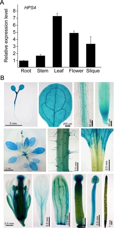 Expression Patterns Of The Hps4 Gene A Relative Expression Of The Download Scientific