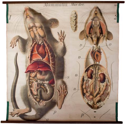 Rat Wall Chart By Paul Pfurtscheller Anatomy Art Human Figure