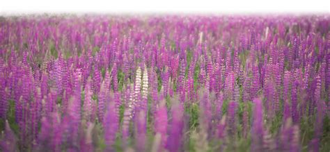 دانلود دشت گل و چمن Png برای طراحی عکس در فتوشاپ مرجع دانلود فایل های