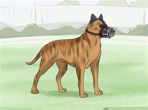 Should You Muzzle A Biting Puppy