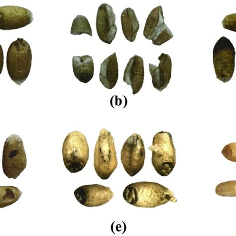 Appearance Of Unsound Kernels And Perfect Kernels A Sprouted