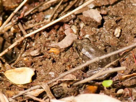 Adaptations Of A Frog Behavioral Structural And Physiological Zooologist