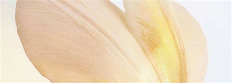 Prelanzamiento Jadore Lor