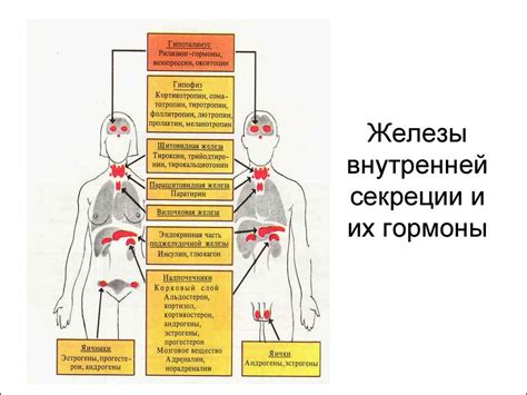 Физиология эндокринной системы презентация онлайн