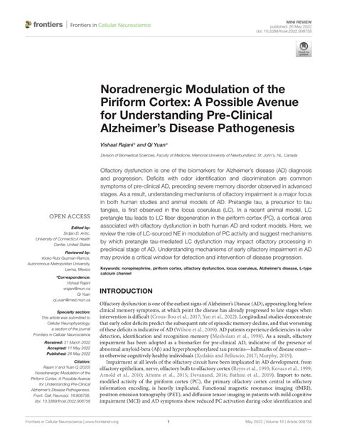 Pdf Noradrenergic Modulation Of The Piriform Cortex A Possible