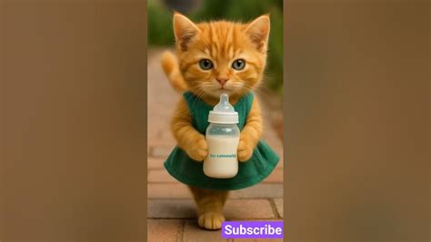 Duddi Duddi Dam Like Subscribe Entertainment Youtube