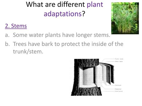 Georgia Regions And Habitats Mrs Martins Class Ppt Download