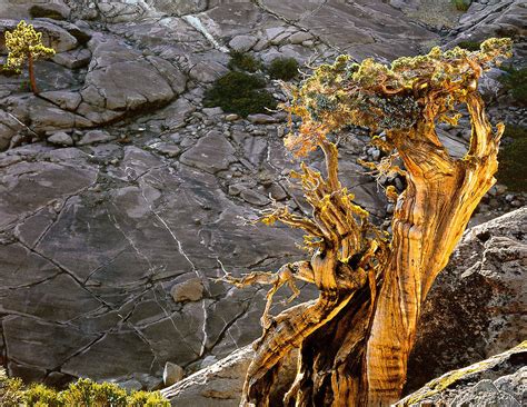 Twisted Juniper Jack Main Canyon By Keith S Walklet