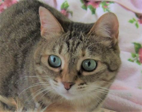 ポカポカ日和 毎日が猫曜日
