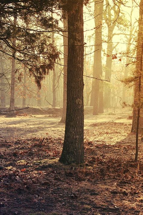 Jangal Cb Background Download 2020 Picsart Background Blur Ba9 Android Wallpaper New