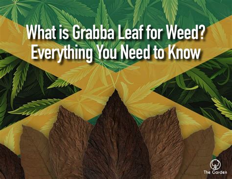 What Is Grabba Lead For Weed Everything You Need To Know