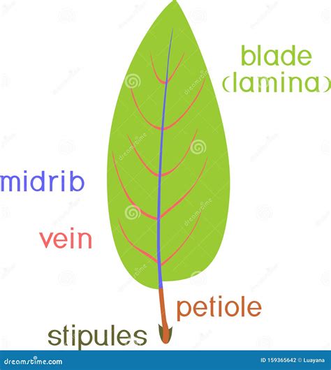 Plant Structure And Cross Section Botanical Biology Labeled Diagrams Collection Cartoon Vector