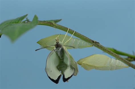 Commands And Events In A Distributed System