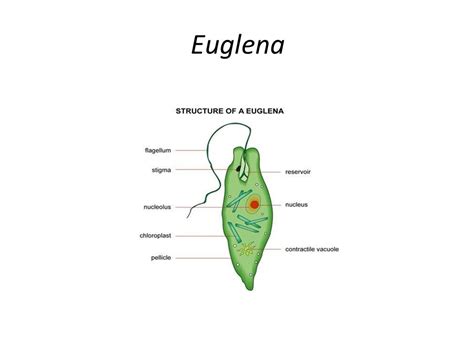Euglenoids Structure