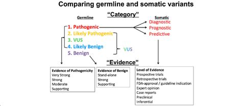 Comparison Of Germline And Somatic Variant Categories And Evidence The Download Scientific