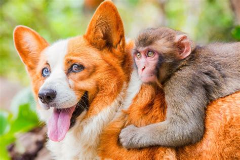 犬猿の仲 GANREF