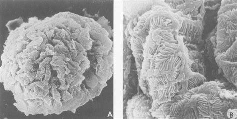 A Scanning Electron Microscopy Sem Of Isolated Cellular Glomerulus
