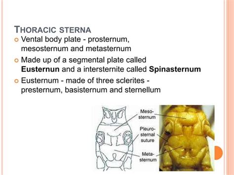 Insect Thorax And Abdomen Pptx