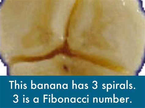 Fibonacci Sequence In Food By Ben Cheever