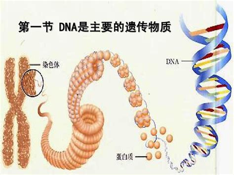第三章第一节dna是主要的遗传物质word文档在线阅读与下载免费文档 第三章第一节dna是主要的遗传物质word文档在线阅读与下载免费文档