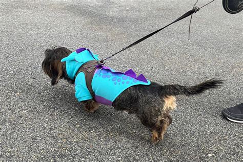 Kinderfasching In Da Bäbra Hirschenstein Magazin