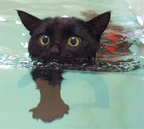 Black Cat Swimming In Pool Black Cat In Water Kitty Swimming Cats Swim