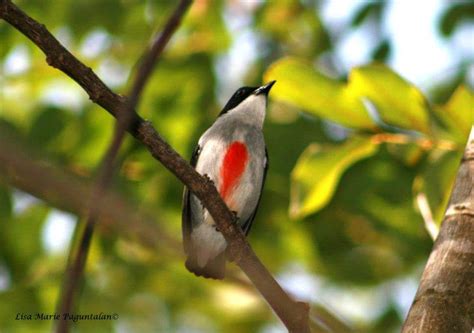 Philippines Biodiversity Conservation Foundation Inc Pbcfi Red Keeled Flowerpecker Or Red