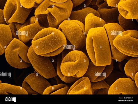 False Colour Scanning Electron Micrograph Sem Of Pollen Grains From