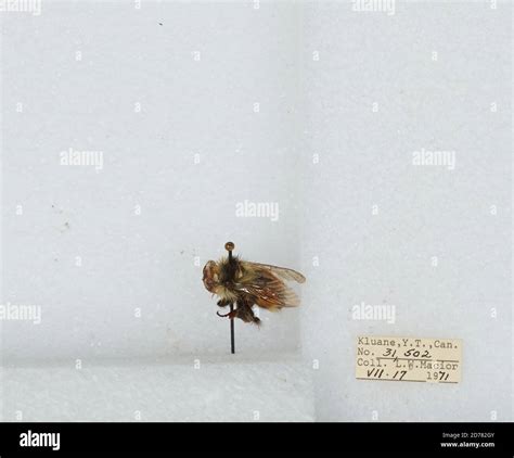 Kluane Yukon Territory Canada Bombus Pyrobombus Sylvicola Kirby