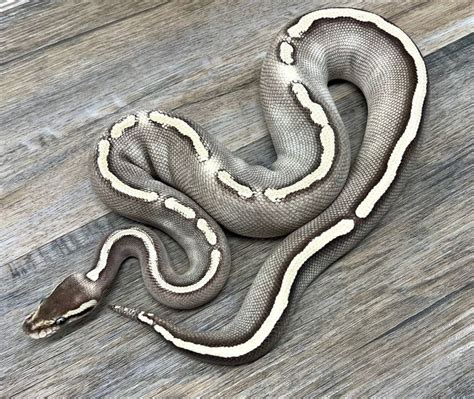 Ghi Super Mystic Ball Python By Superior Scales Reptiles Morphmarket