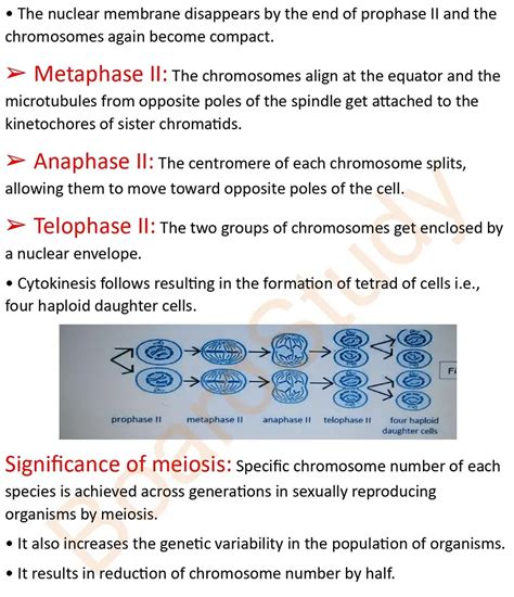 Ncert Class 11 Biology Cell Cycle And Cell Division Notes Pdf Handwritten Notes
