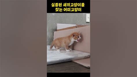 새끼고양이가 엄마를 찾아 울었을때 어미고양이의 반응 Youtube