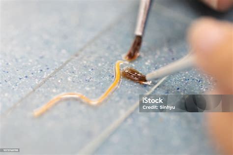 Parasit Atau Cacing Studi Adalah Parasit Ikan Air Tawar Di Laboratorium