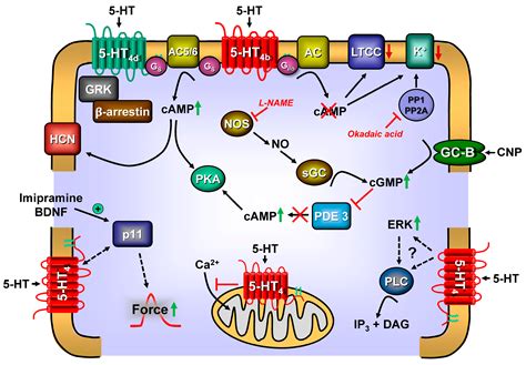 Ijms Free Full Text Cardiac Roles Of Serotonin 5 Ht And 5 Ht
