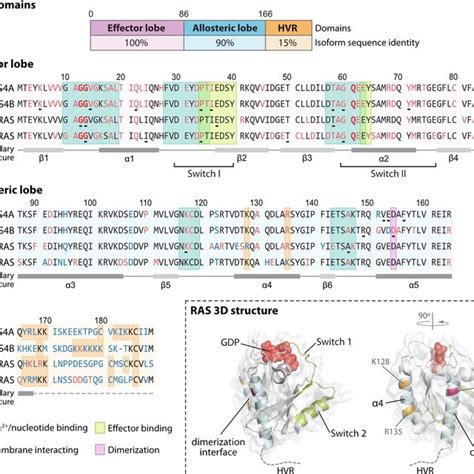 Ras Mutations In Cancer Download Scientific Diagram