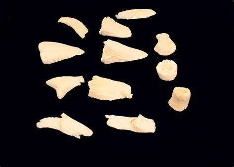 Large Tree Fungus Wikedfx