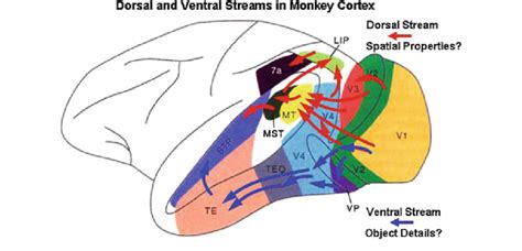 Multiple Visual Areas In Monkey Cortex And Two Processing Streams Download Scientific Diagram