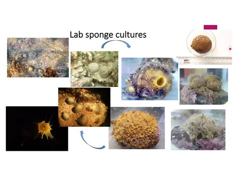 Sponge Taxonomy Biology Habitat Threat Ppt