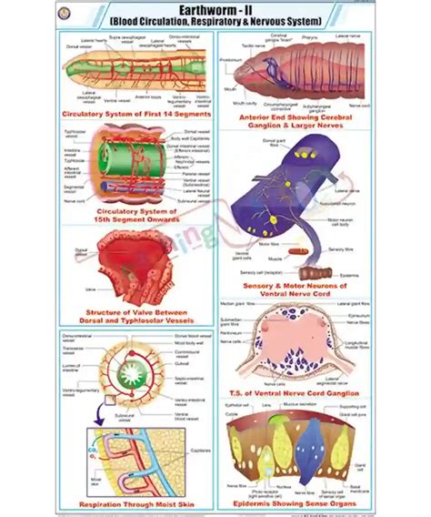 Earthworm Ii Chart Laminated With Rollers Teachingnest