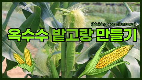 옥수수 밭고랑 만들기 Youtube