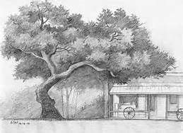 76 Best Images About Pencil Drawing Of Trees On Pinterest Drawing Trees Pencil Sketch Drawing