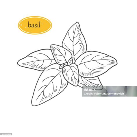 바질 식물의 손으로 그린 벡터 그림입니다 바질 잎 벡터 평면 그래픽 일러스트 레이션 완전히 조정 및 확장 이탈리아 파스타 소스에 이상적 페스토 라벨 등 잎이있는 고립 된