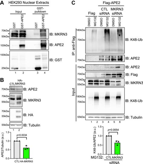Ubiquitin Mediated Regulation Of Ape2 Protein Abundance Journal Of