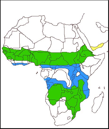 Violet Backed Starling Birdforum Opus Birdforum