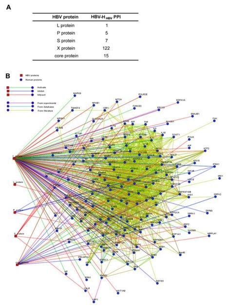 Hbv And Human Protein Interaction Network A Summary Of The Hbv Human